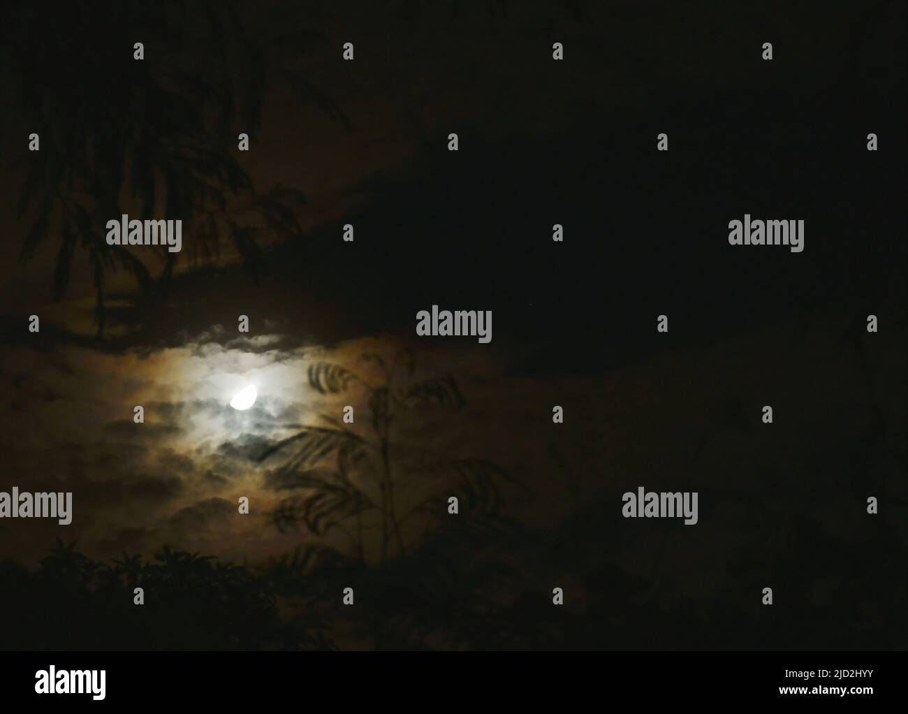 half moon spreading light behind tree branch in night Stock Photo - Alamy