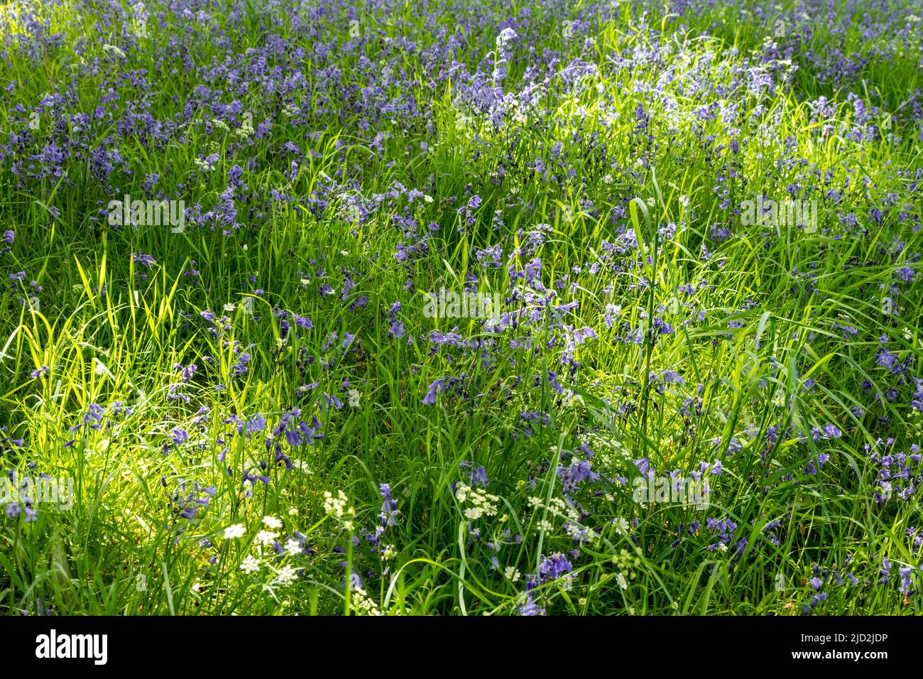 Bluebell woods, North Wales Stock Photo - Alamy