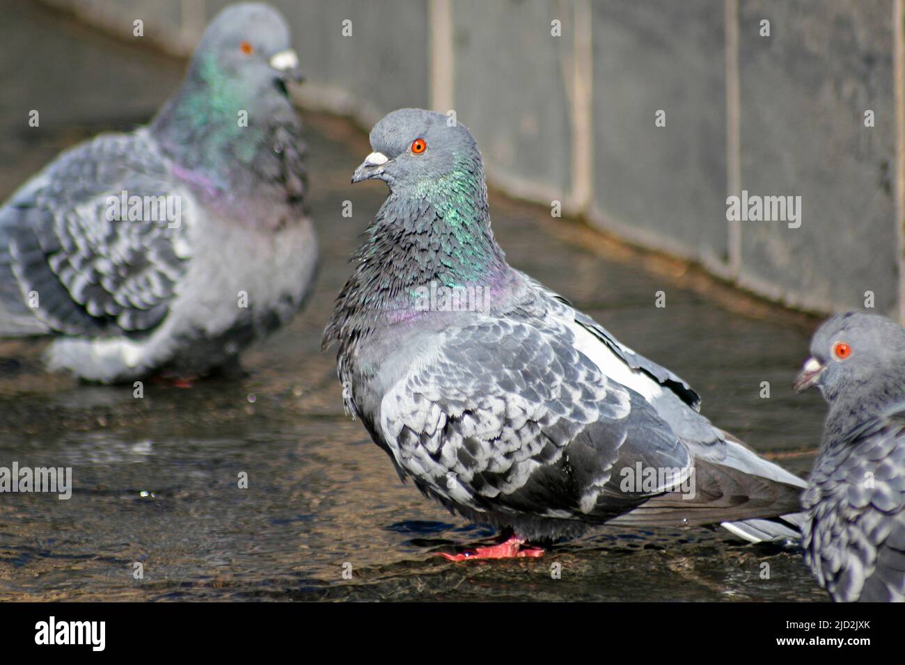 Common European pigeon bathing in fountain, Braamfontein, Johannesburg ...
