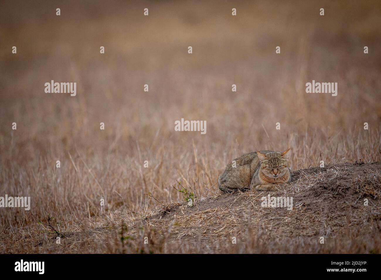African wildcat desert cat felis hi-res stock photography and images ...