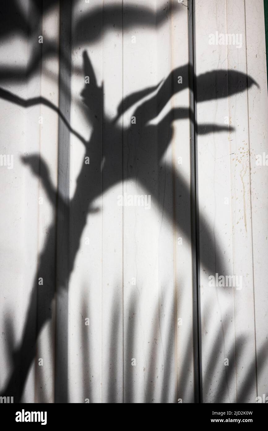 shadows and a plant and tree on white fence Stock Photo - Alamy
