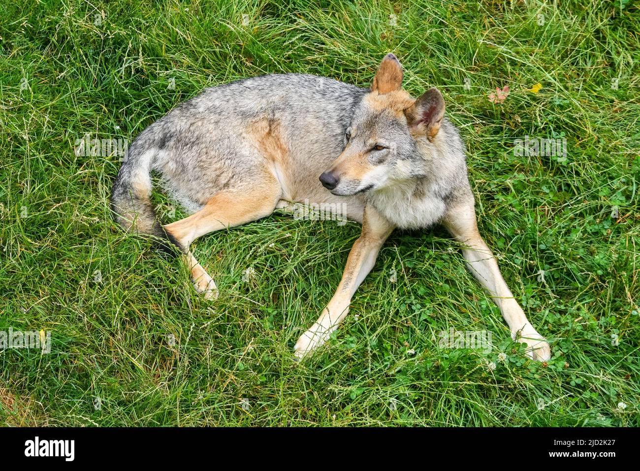 Gray wolf resting in the green grass in the foreground Stock Photo - Alamy