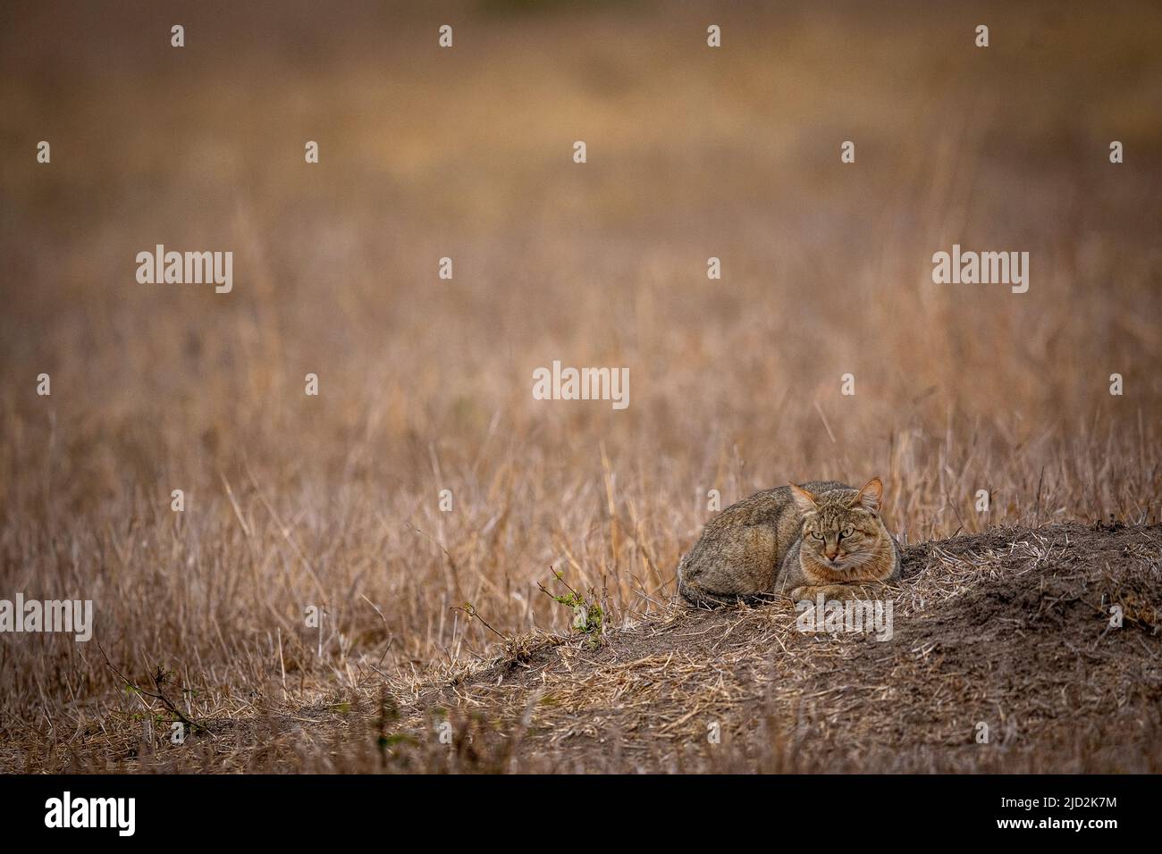 African wild cat laying down in the grass in the Kruger National Park ...