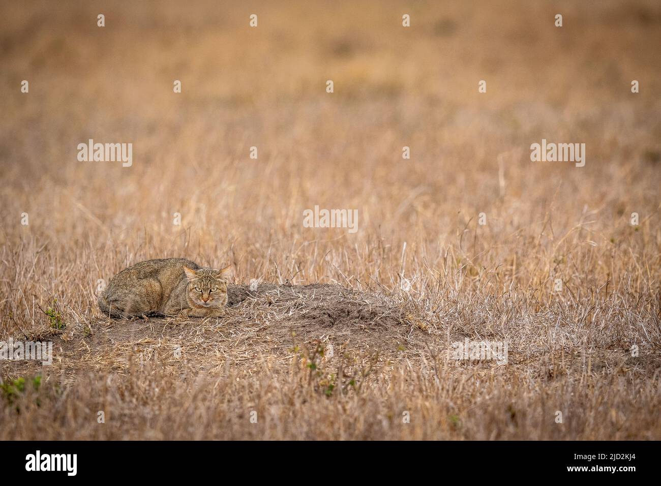 African wildcat desert cat felis hi-res stock photography and images ...