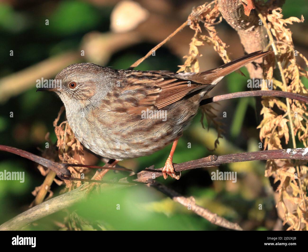 Dunnock or Hedge Sparrow (Prunella Modularis Stock Photo - Alamy