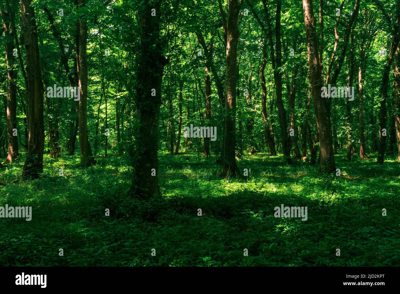 landscape in a shady forest thicket with dense undergrowth Stock Photo ...