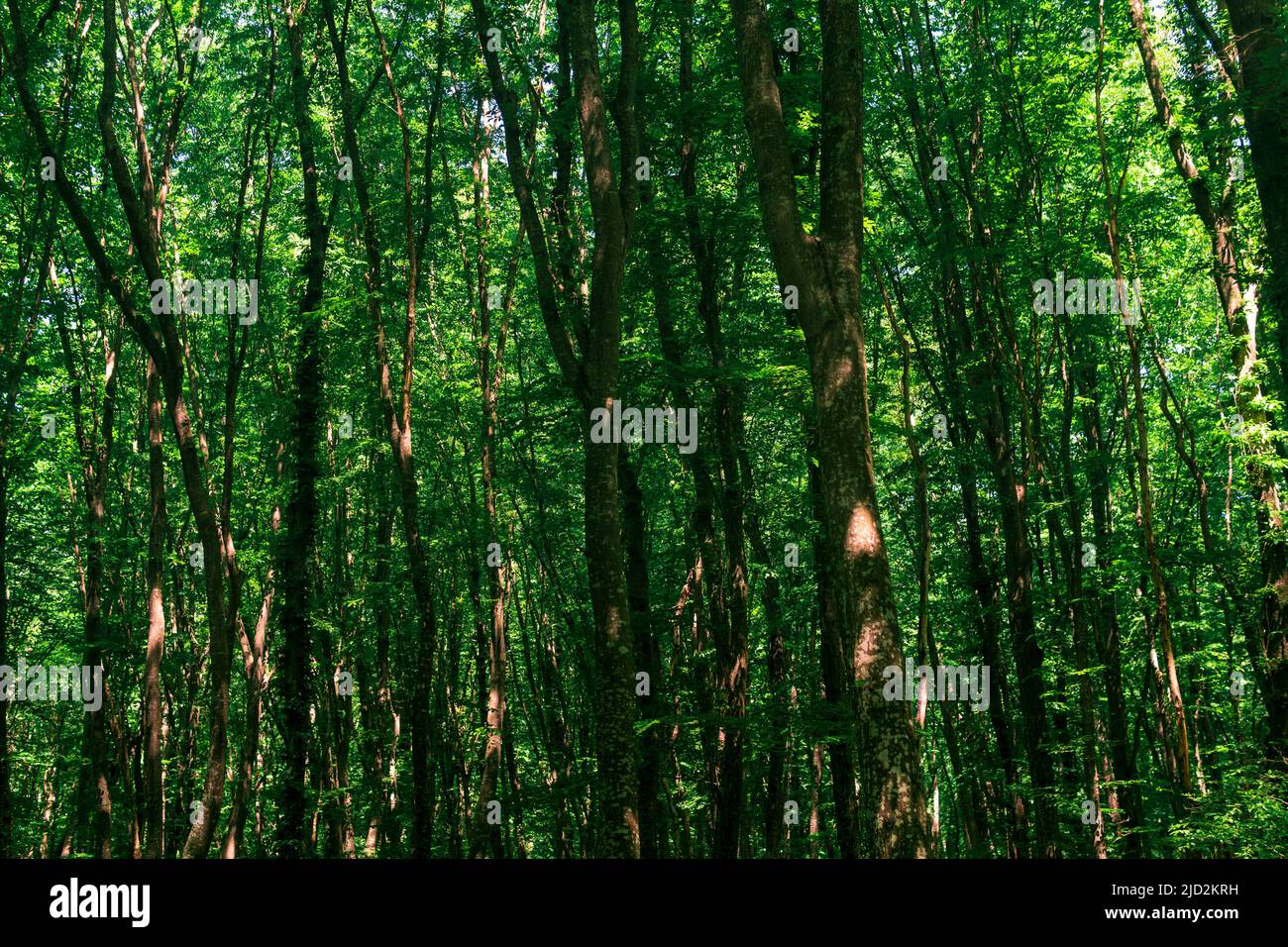 crowns and trunks of tall trees in a dense broadleaf forest Stock Photo ...