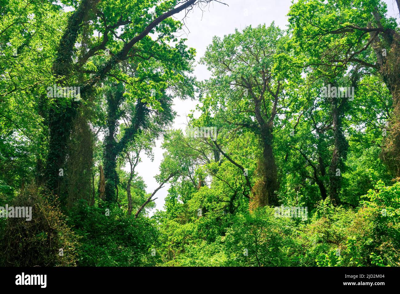 liana-covered trees in a subtropical broadleaf forest in the delta of ...