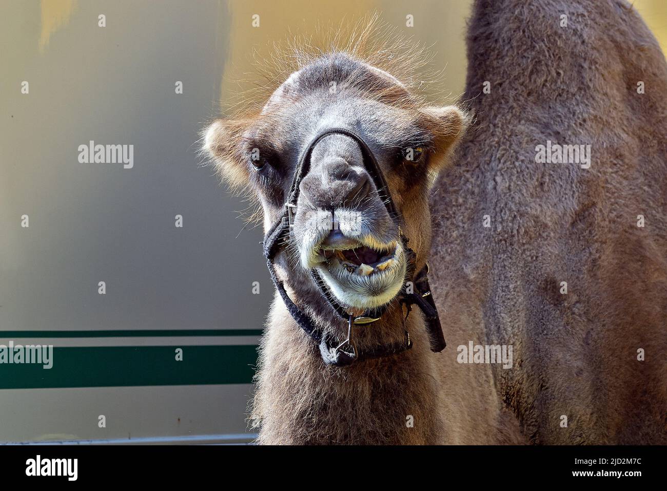 A camel looks directly at the camera, portrait Stock Photo - Alamy