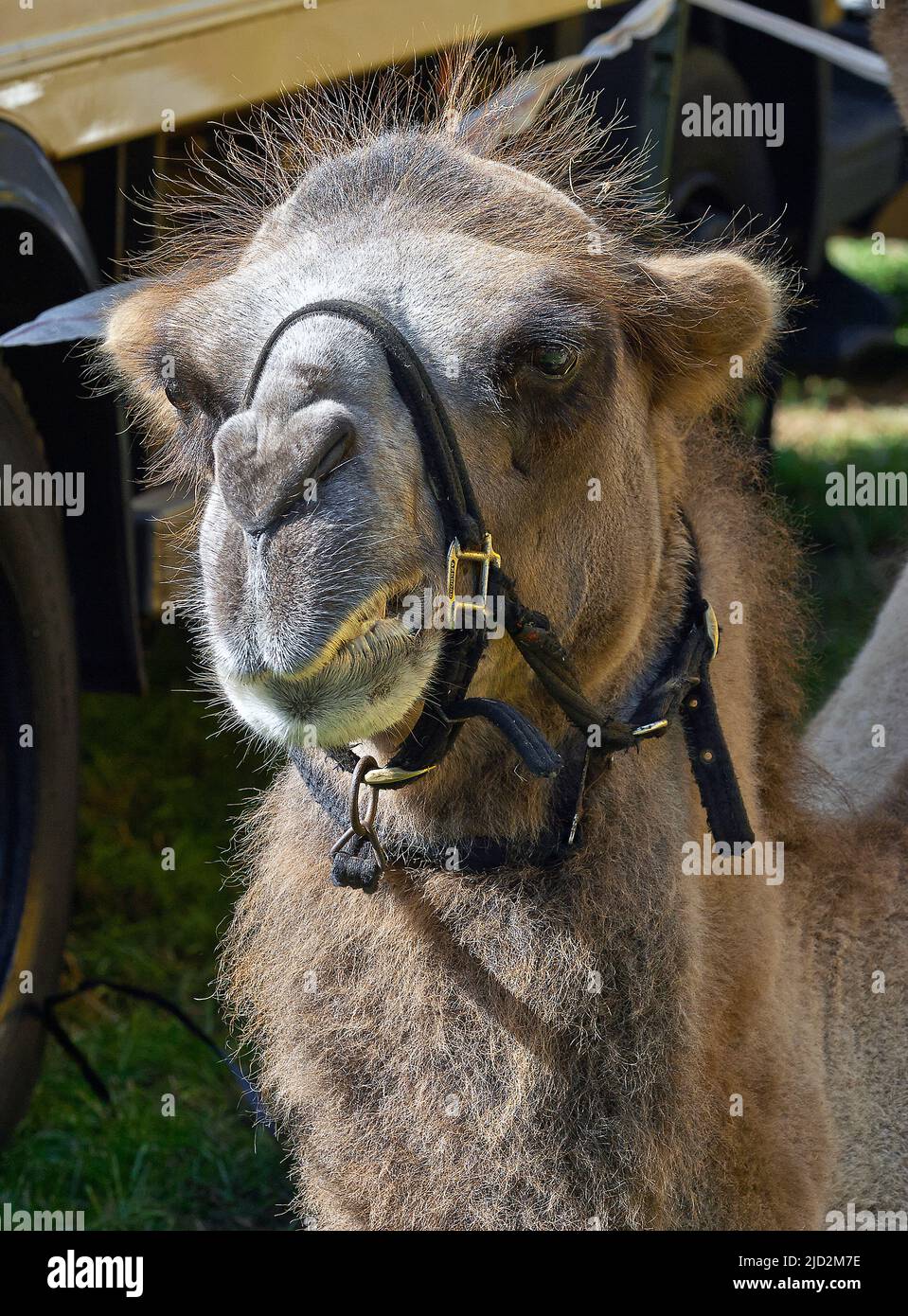 A camel looks directly at the camera, portrait Stock Photo - Alamy