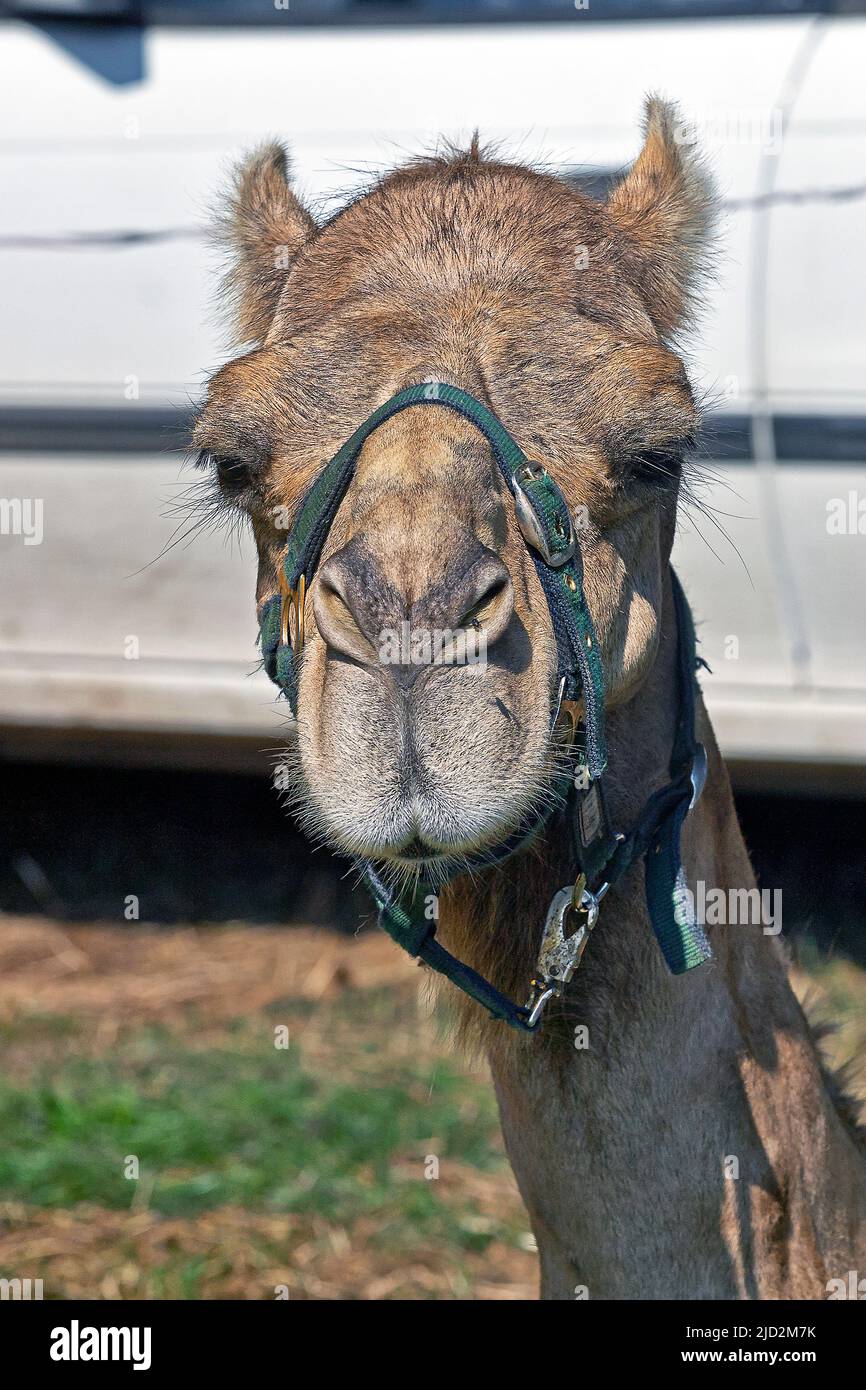 A camel looks directly at the camera, portrait Stock Photo - Alamy