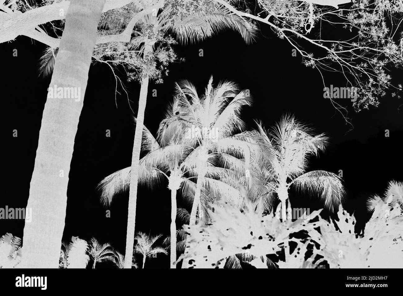Beautiful tropical palm trees growing in the meadow in high contrast ...