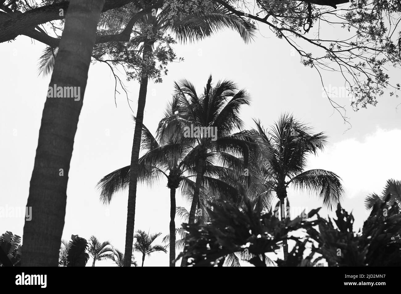 Beautiful tropical palm trees growing in the meadow in black and white ...
