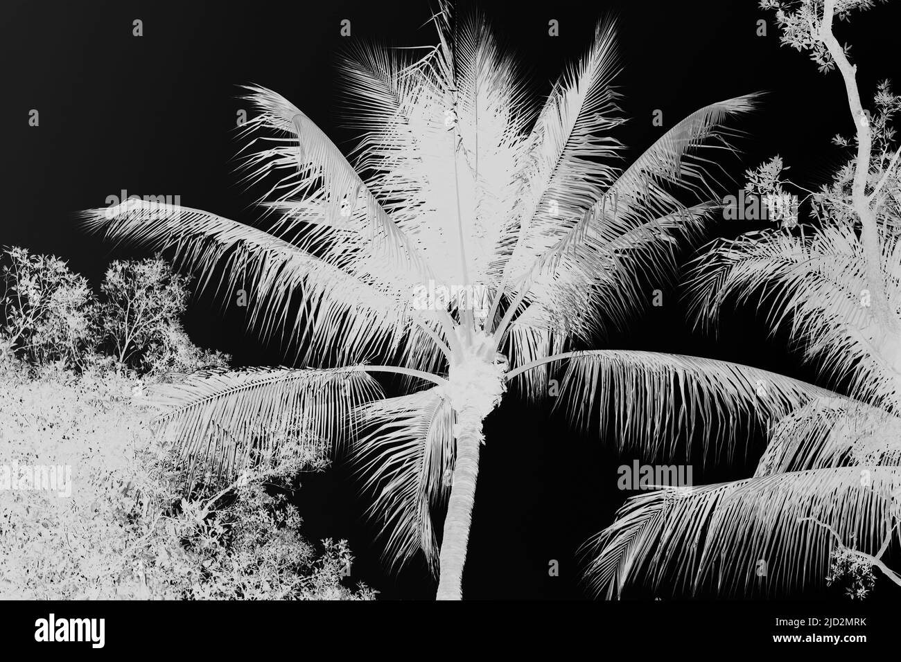 Beautiful tropical palm trees growing in the meadow in high contrast ...