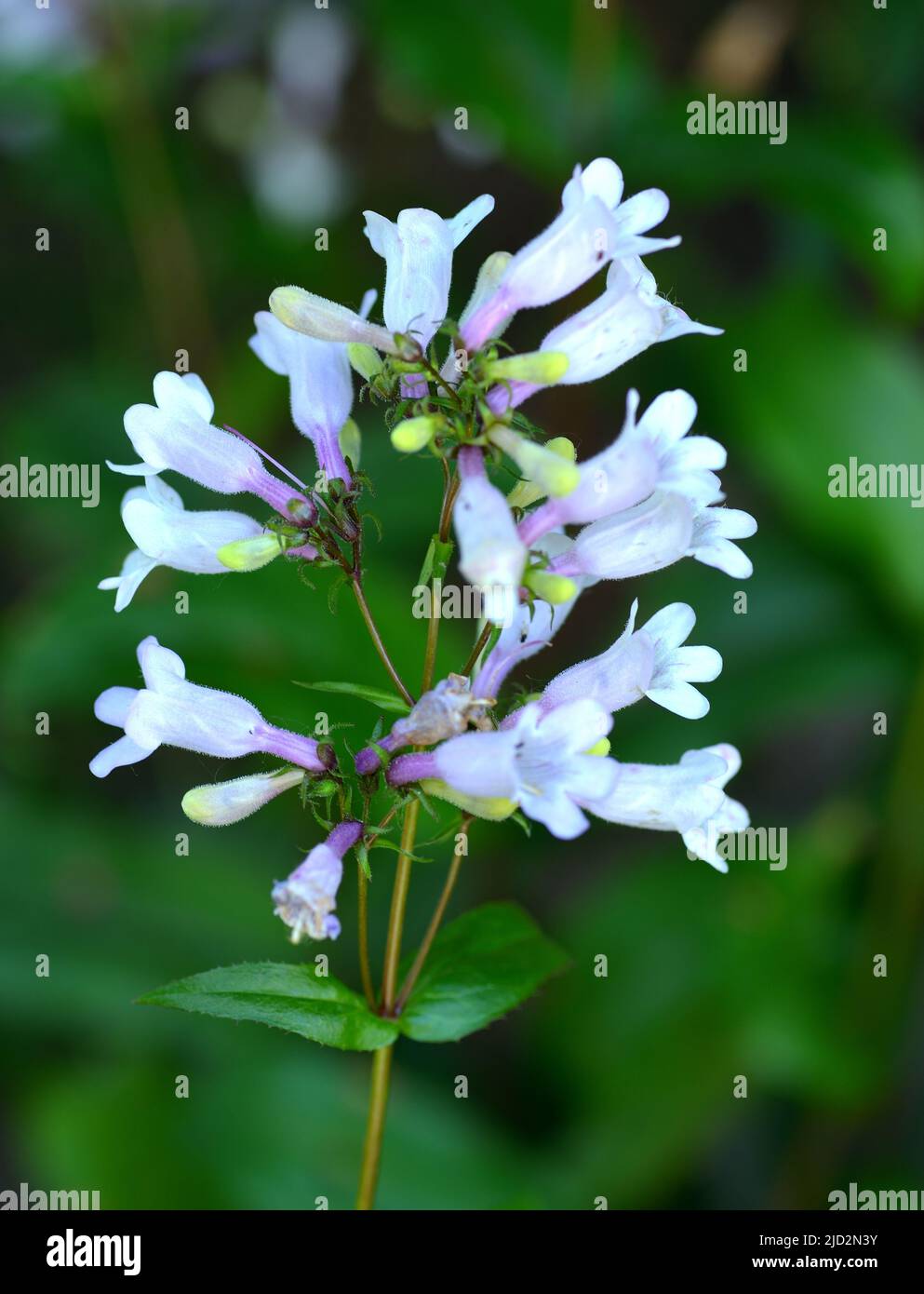 White Beardstongue (Penstemon) flower stalks against a green, leafy ...