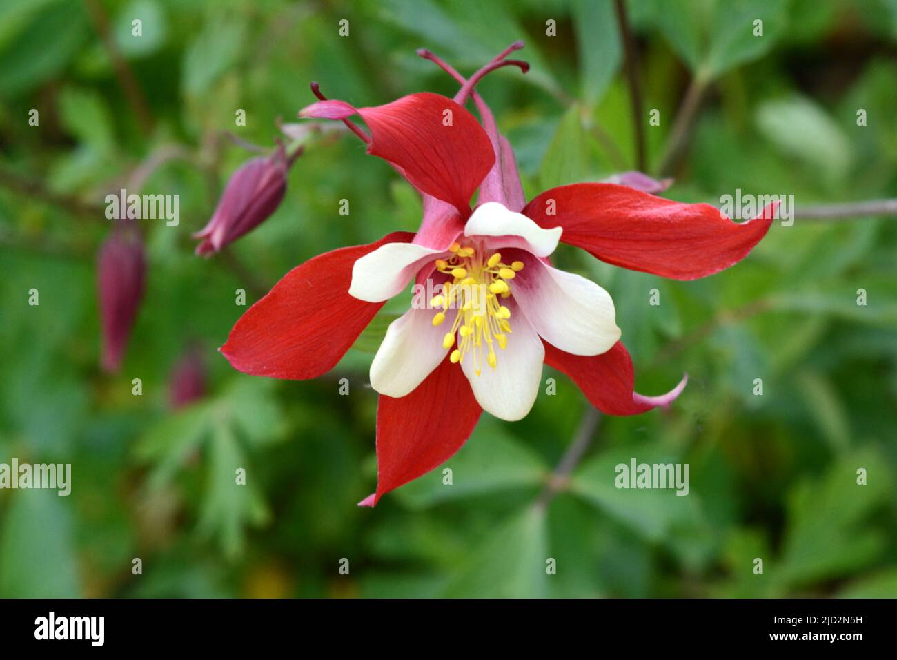 Aquilegia Red Hobbit Columbine Grannys Bonnet red flowers with white ...