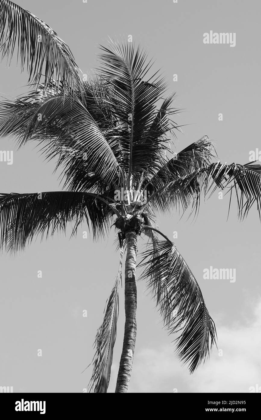 Beautiful tropical palm trees growing in the meadow in black and white ...
