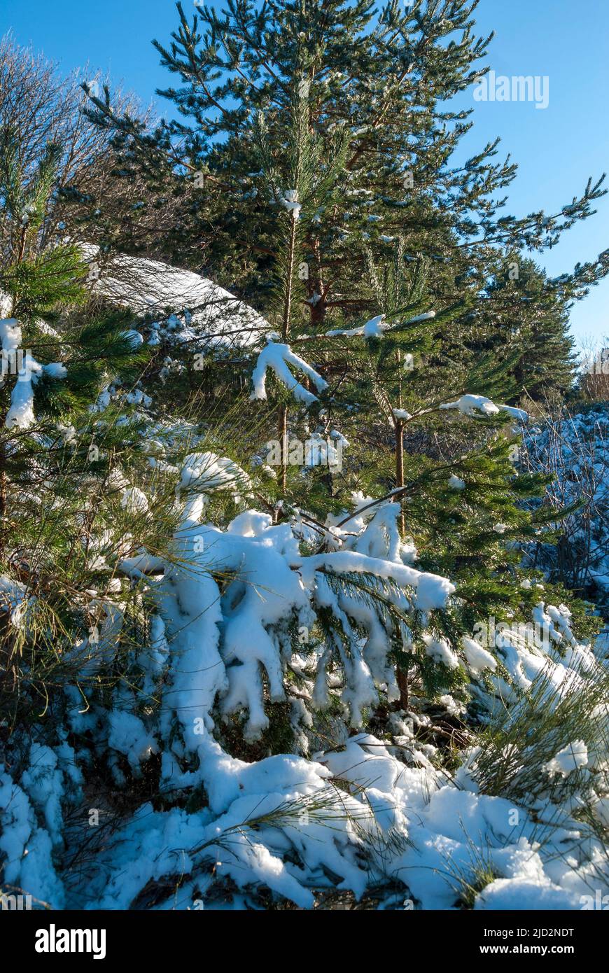 Snowy bough hi-res stock photography and images - Alamy