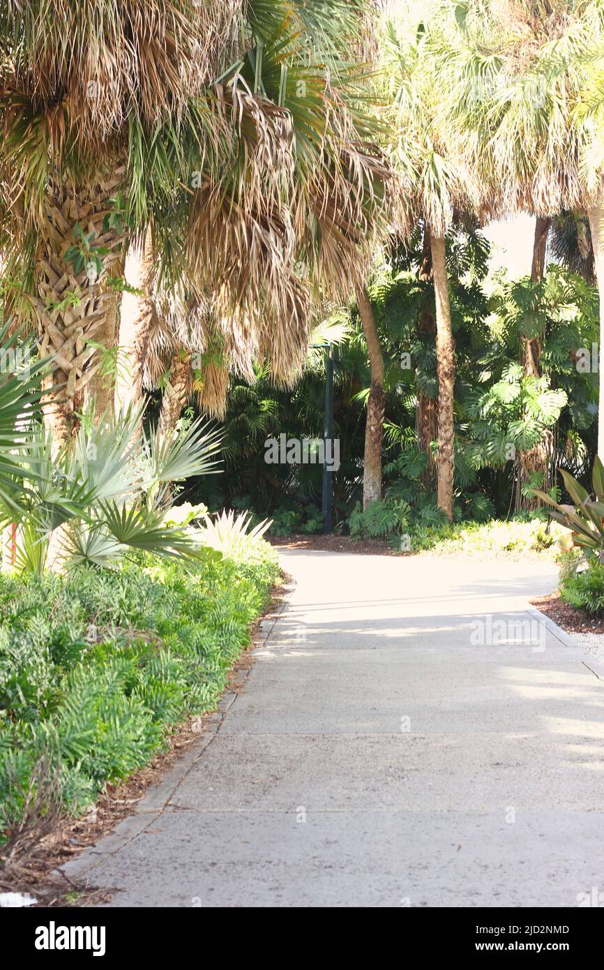 Beautiful tropical palm trees growing in the meadow Stock Photo - Alamy