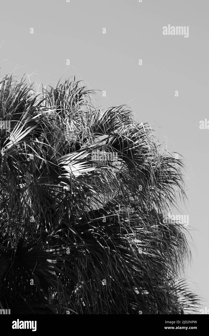 Beautiful tropical palm trees growing in the meadow in black and white ...