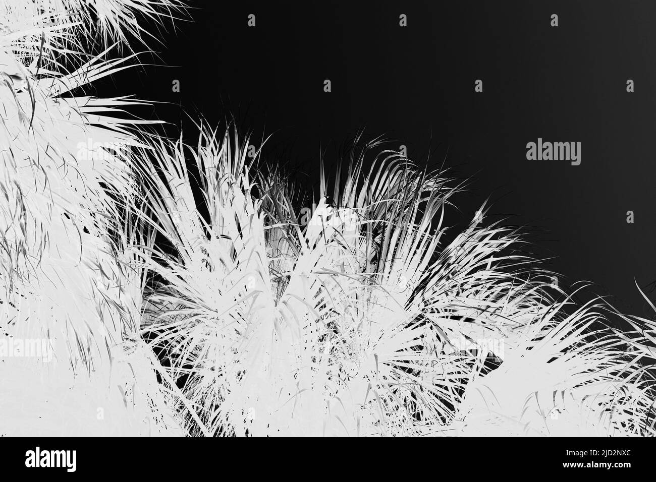 Beautiful tropical palm trees growing in the meadow in high contrast ...