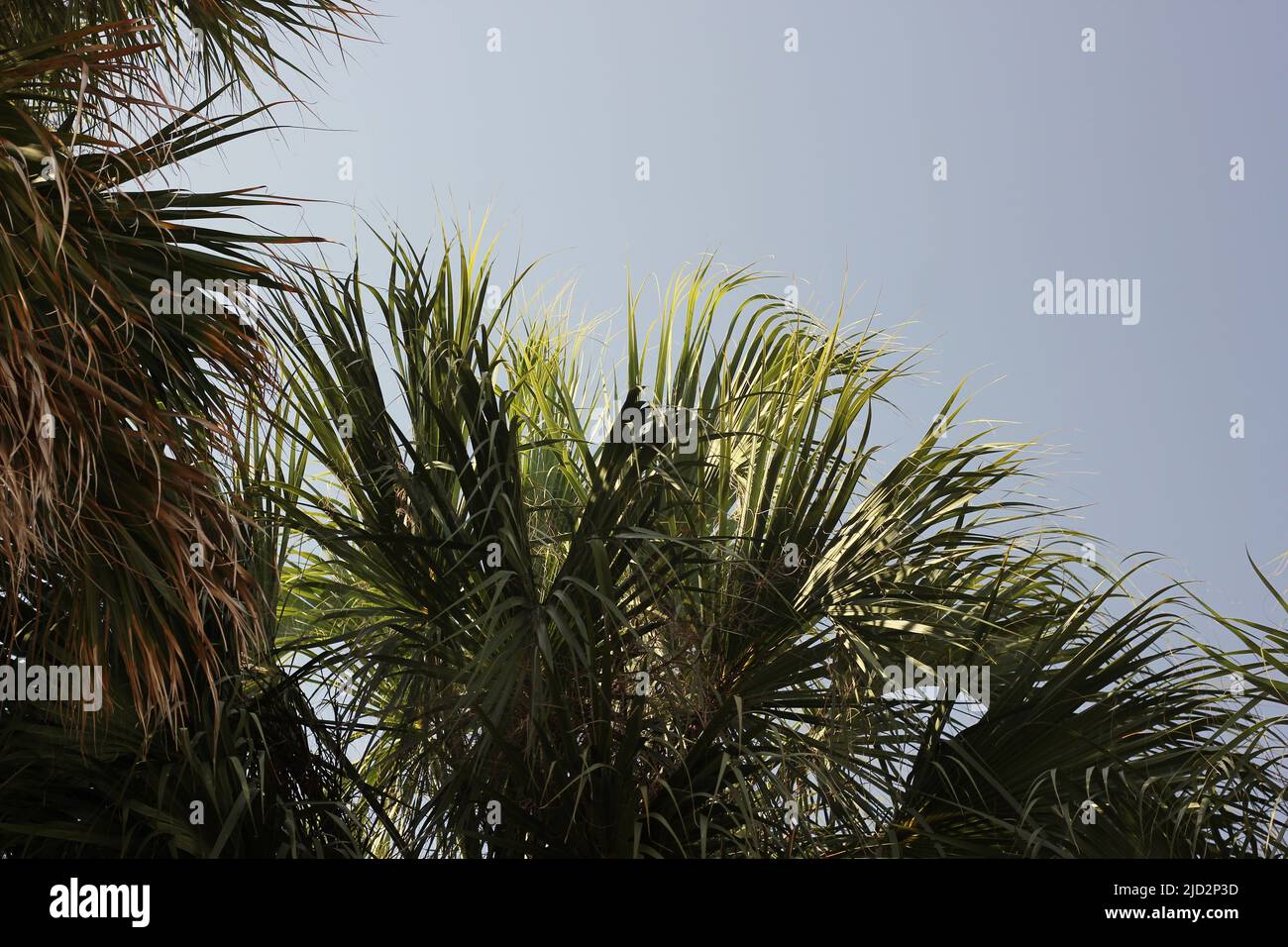 Beautiful tropical palm trees growing in the meadow Stock Photo - Alamy