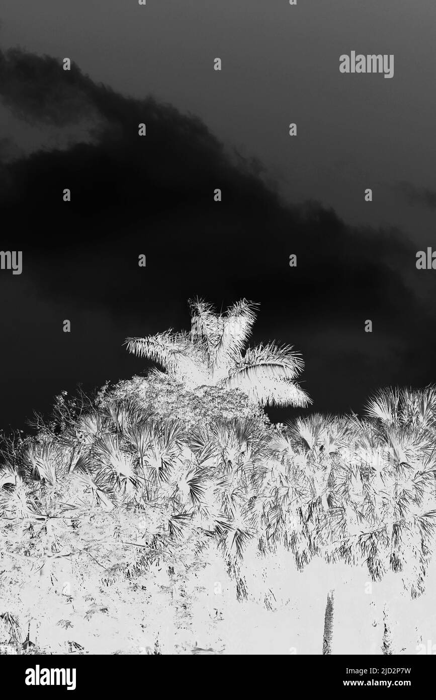 Beautiful tropical palm trees growing in the meadow in high contrast ...