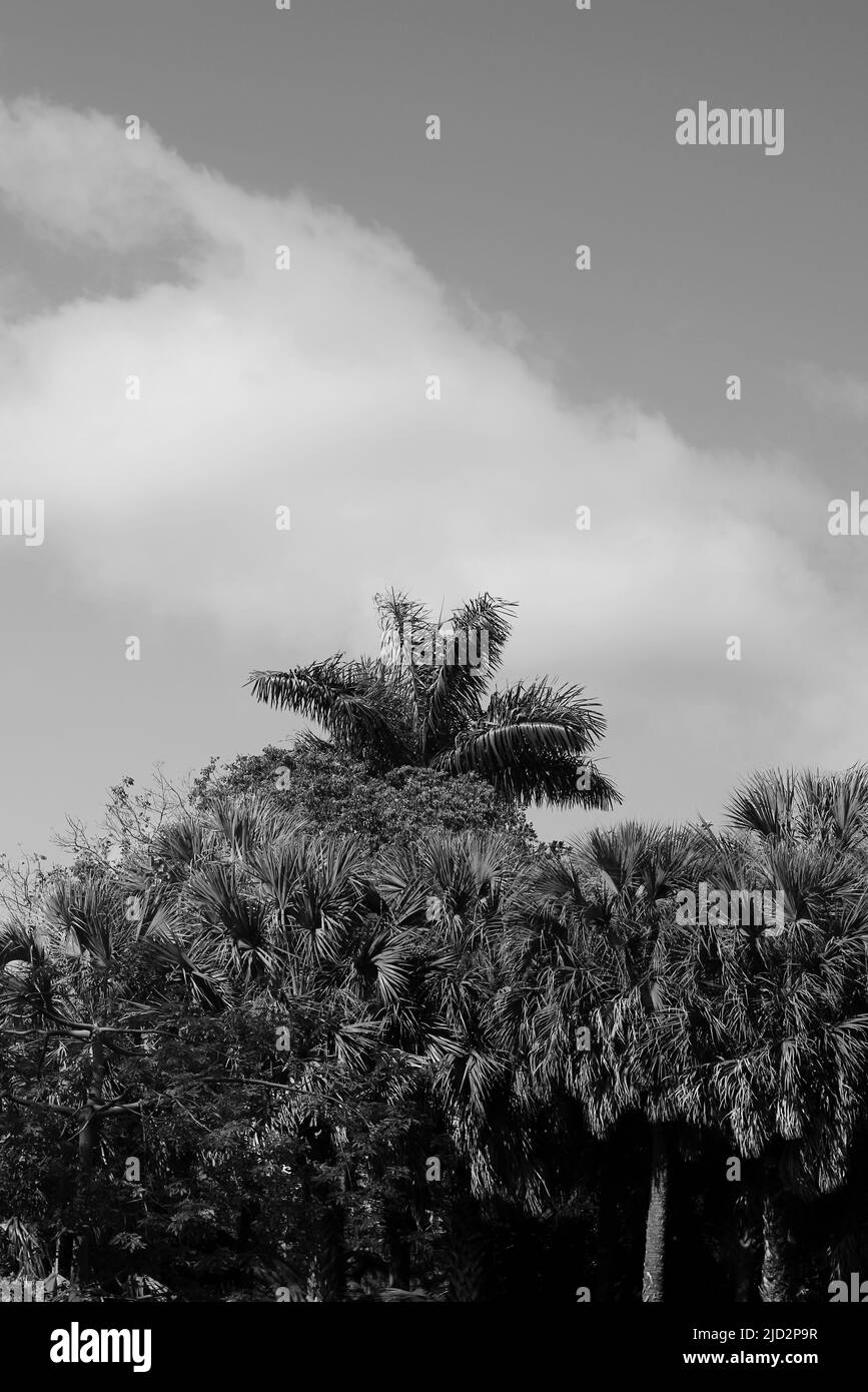 Beautiful tropical palm trees growing in the meadow in black and white ...