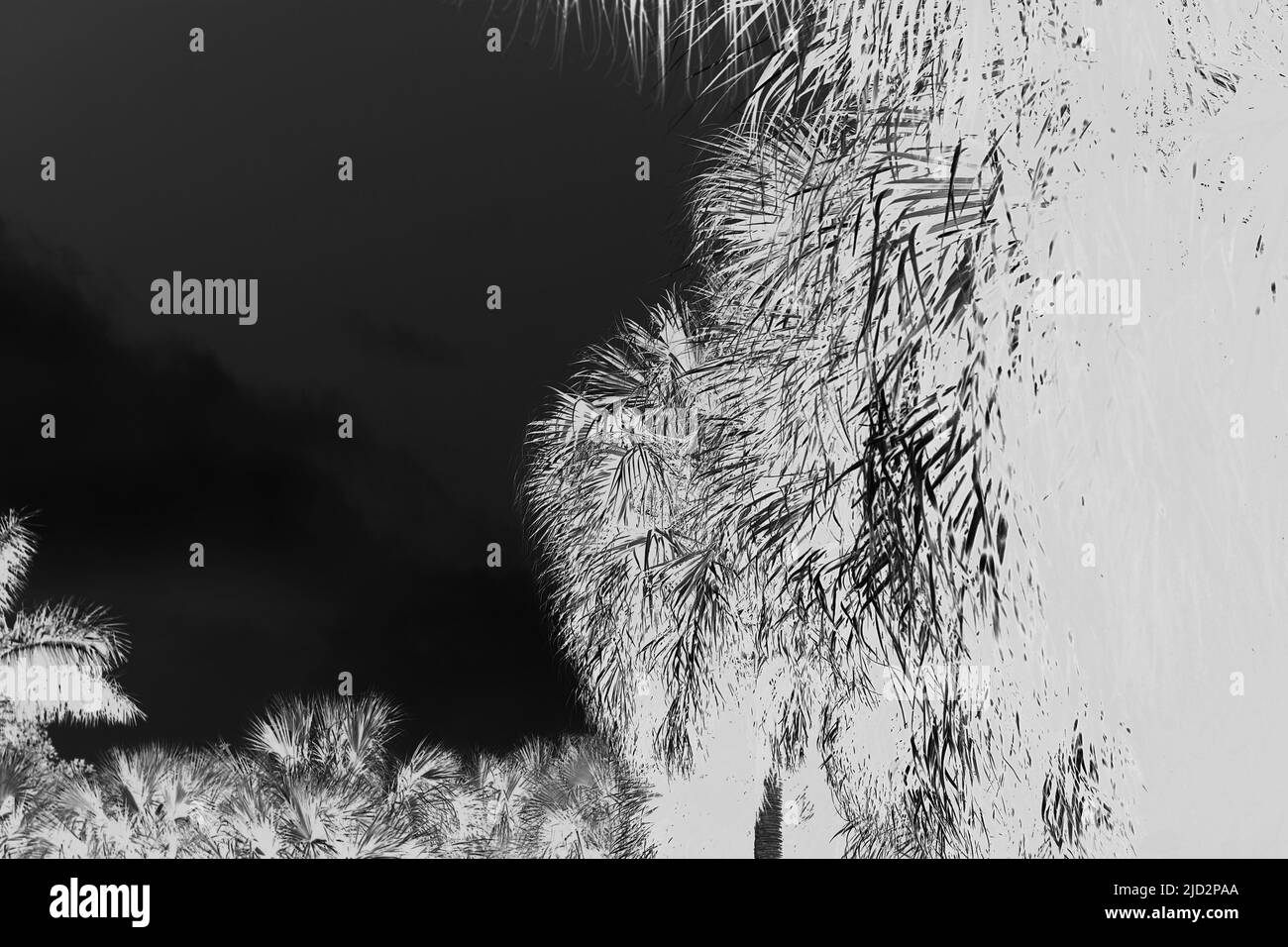 Beautiful tropical palm trees growing in the meadow in high contrast ...