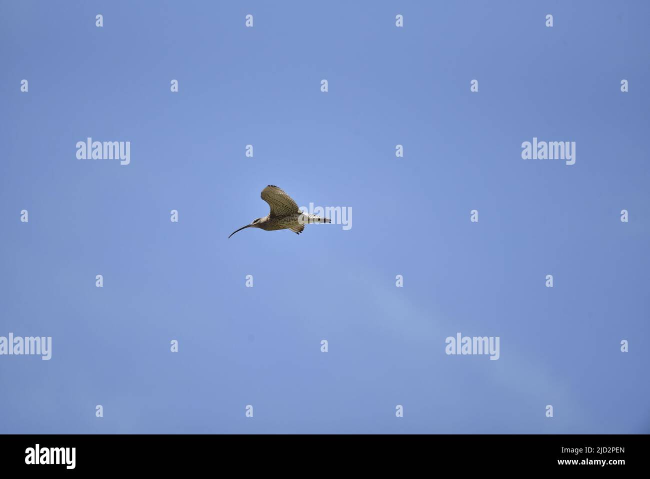 Flying curlew uk hi-res stock photography and images - Alamy