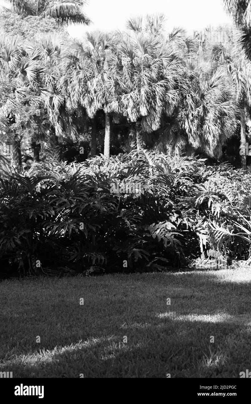 Beautiful tropical palm trees growing in the meadow in black and white ...
