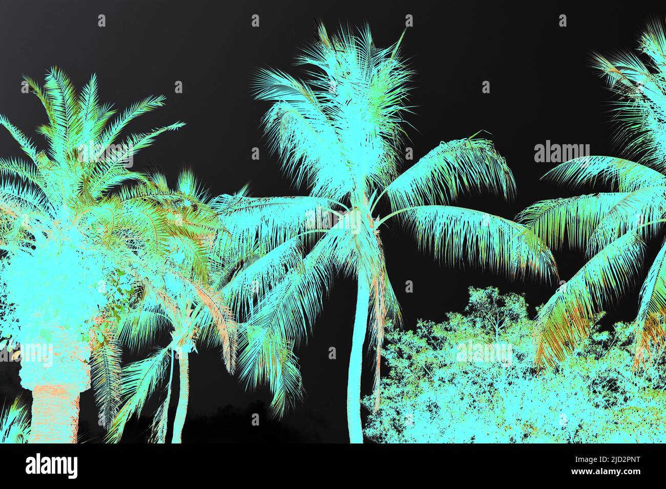 Beautiful tropical palm trees growing in the meadow in a color film ...