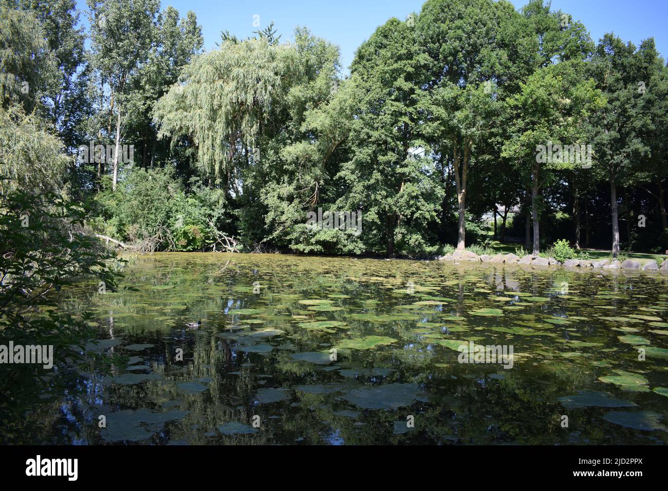pond in a park reclaimed by wildlife Stock Photo - Alamy