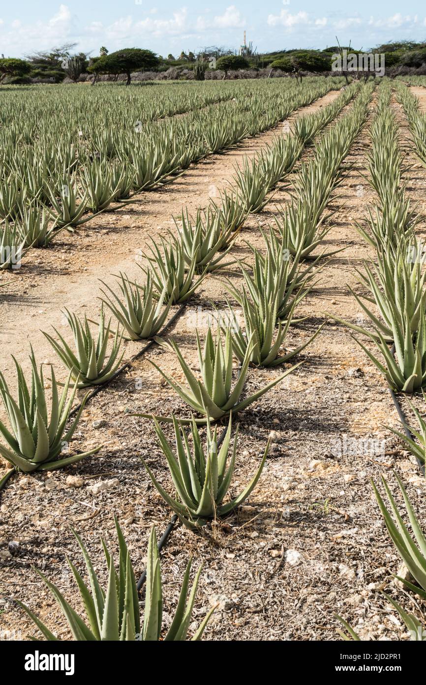 Field of aloe vera plants Stock Photo - Alamy