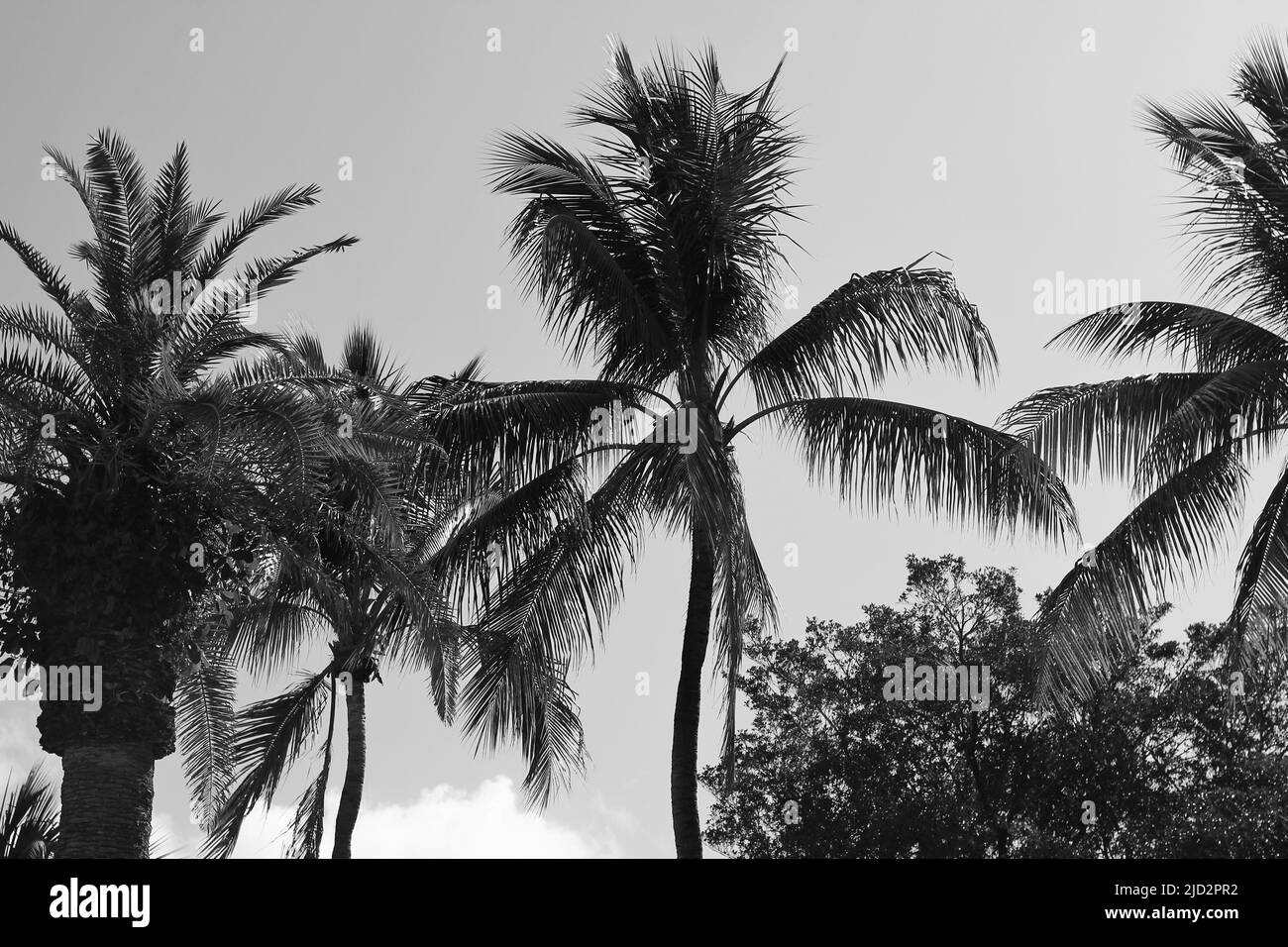 Beautiful tropical palm trees growing in the meadow in black and white ...