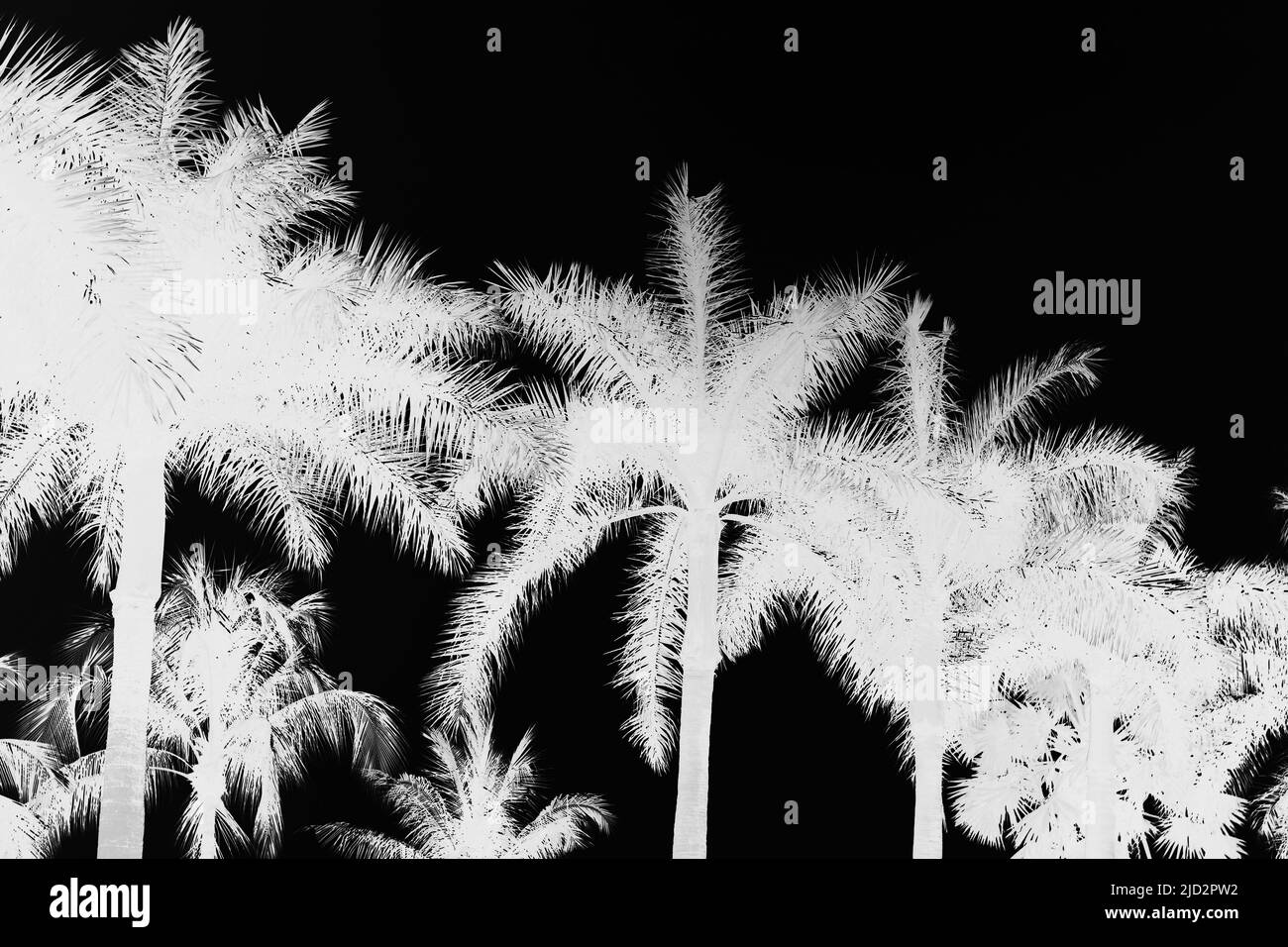 Beautiful tropical palm trees growing in the meadow in high contrast ...
