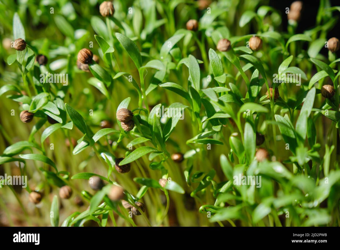 Extreme macro close-up of Coriander microgreens sprout. New life ...