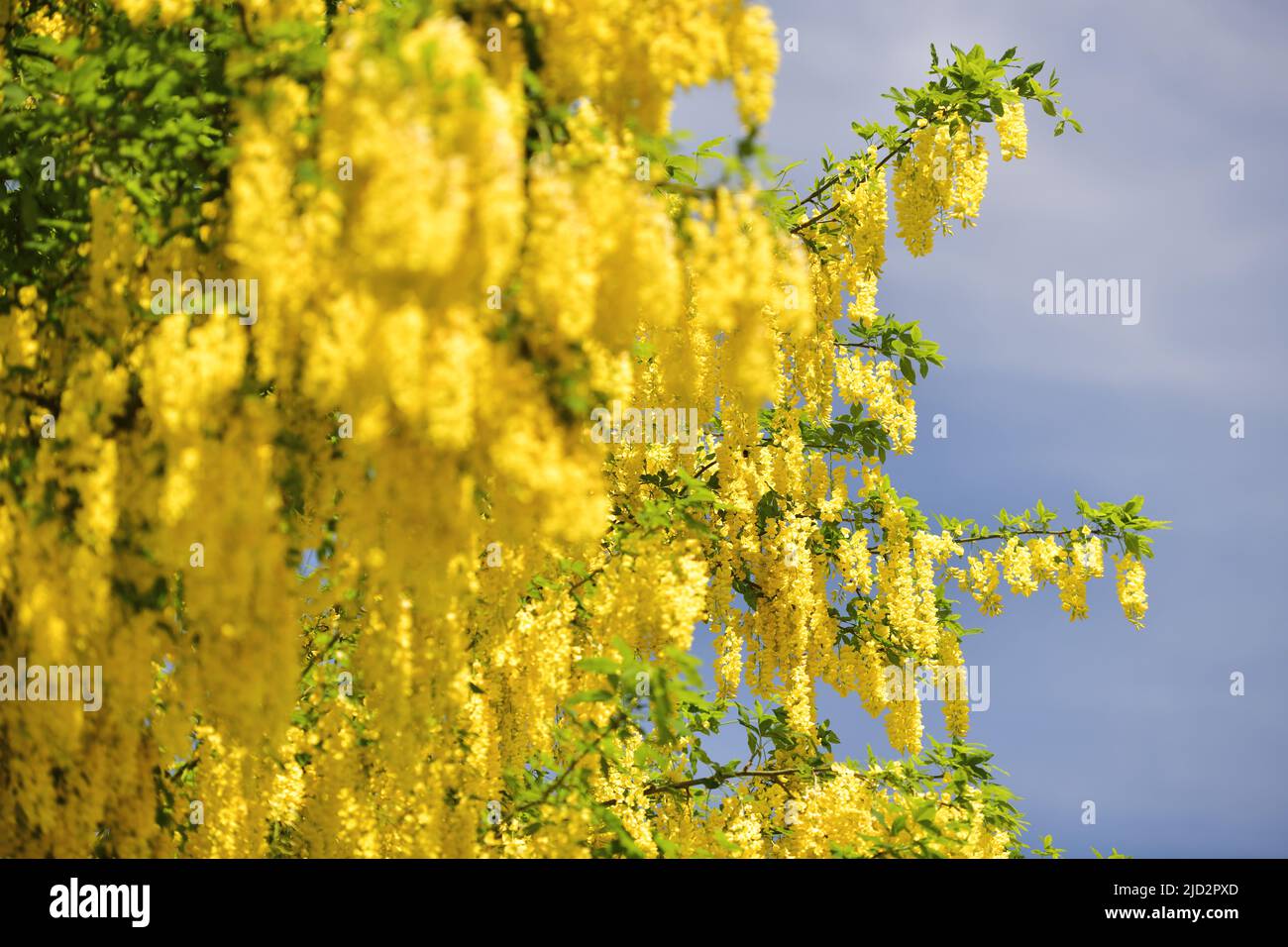 Cytisin hi-res stock photography and images - Alamy