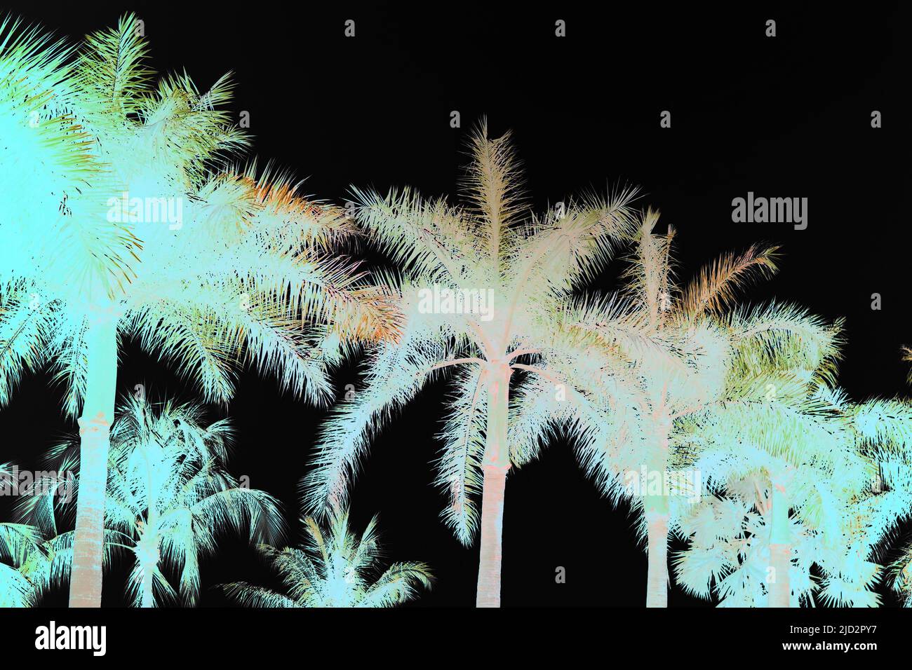 Beautiful tropical palm trees growing in the meadow in a color film ...
