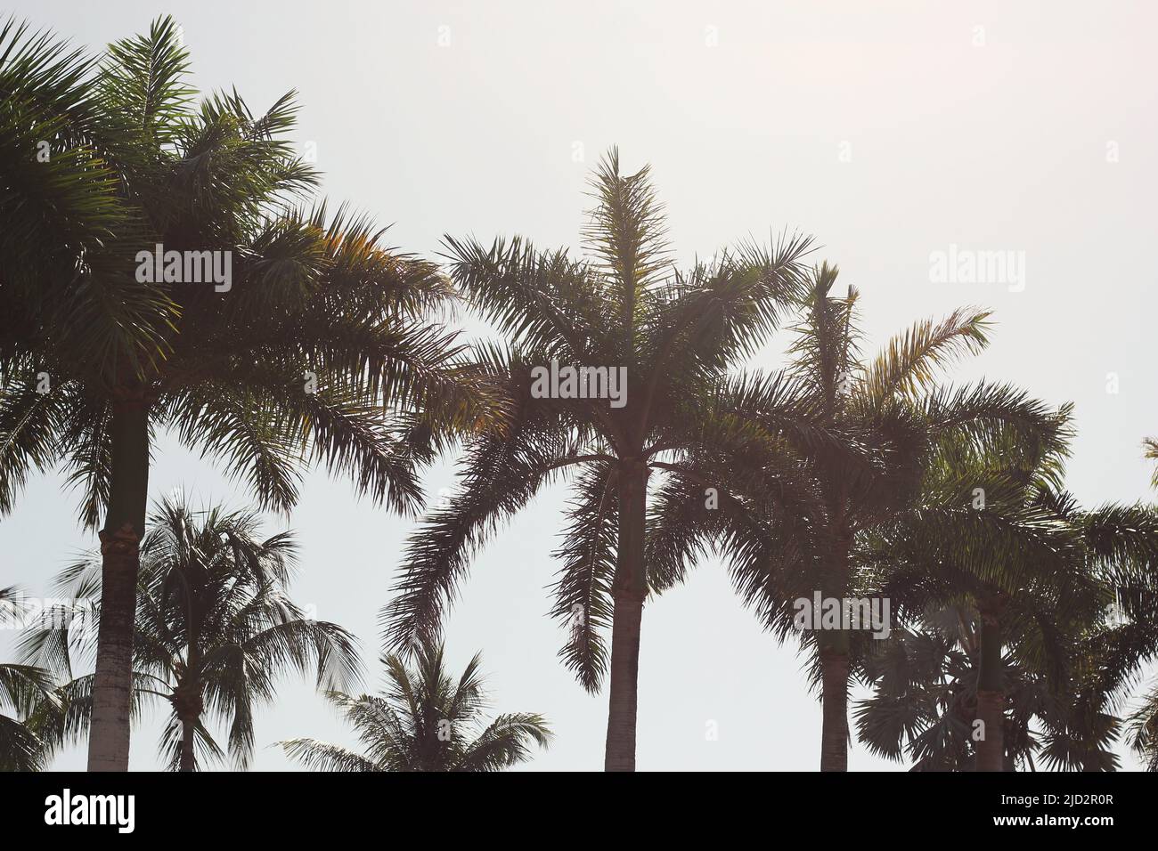 Beautiful tropical palm trees growing in the meadow Stock Photo - Alamy