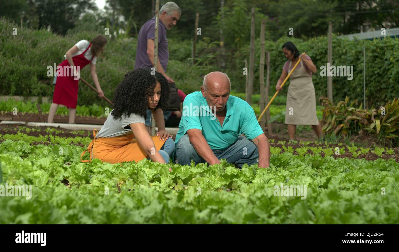 Community farming. People growing organic lettuces and vegetables in ...
