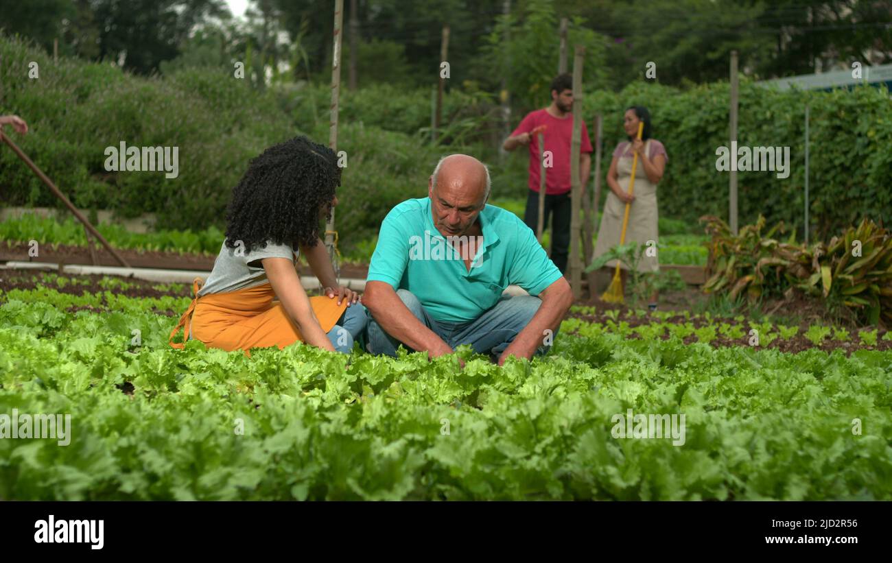 Community farming. People growing organic lettuces and vegetables in ...