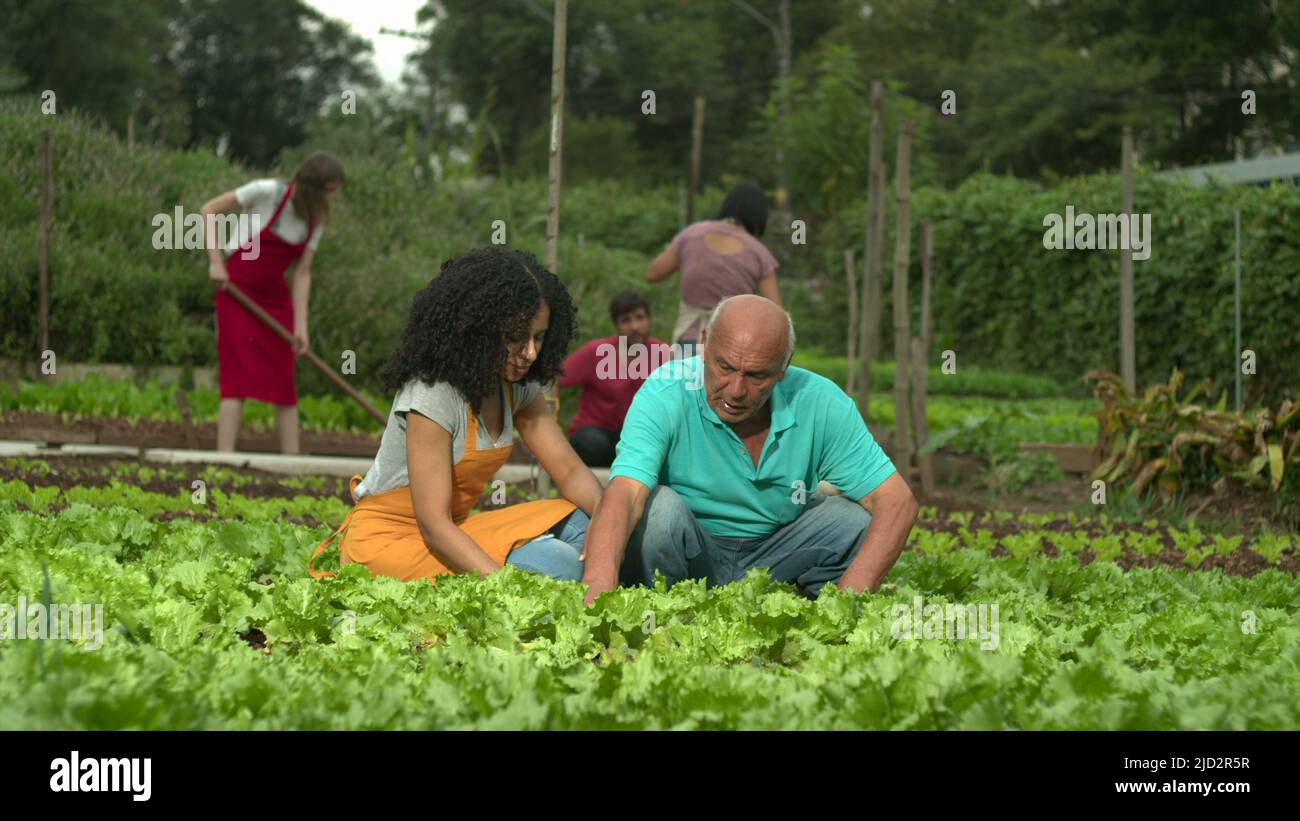 Group small farmers cultivating organic hi-res stock photography and ...
