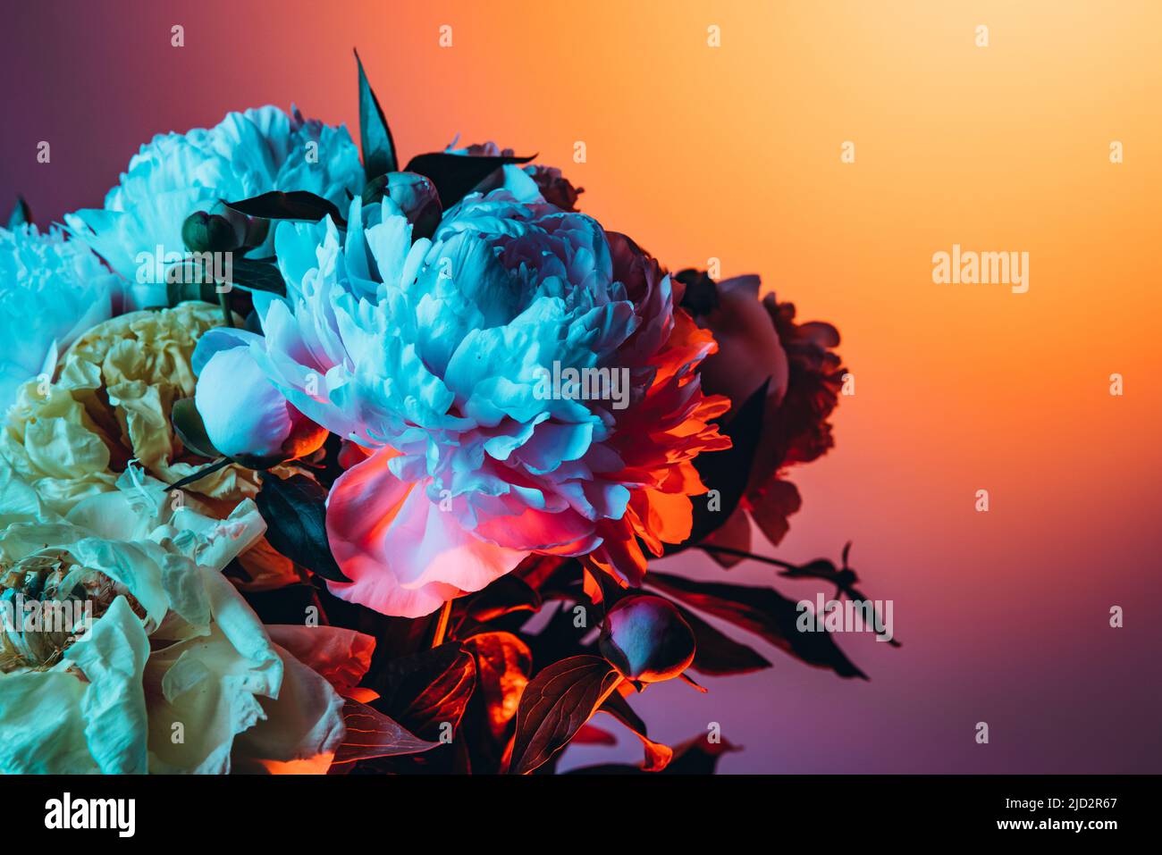 Flowers for beloved woman. Creative floral composition, gerberas, roses ...