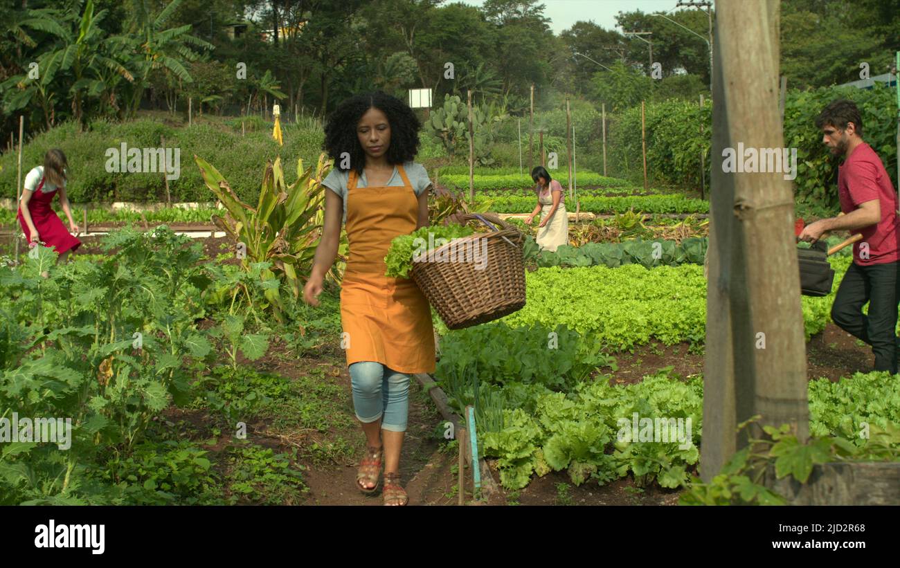Organic urban farm. People growing communitarian agriculture at small ...
