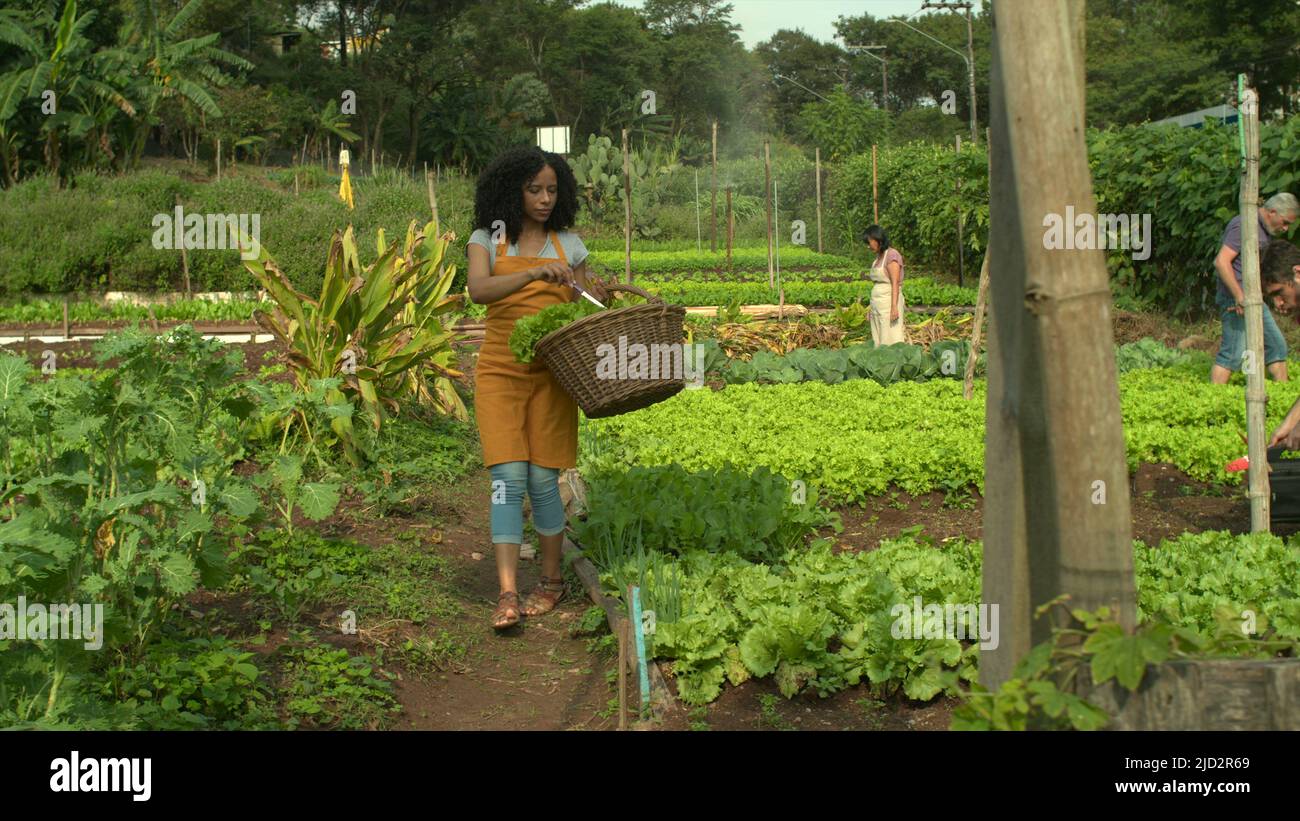 Organic urban farm. People growing communitarian agriculture at small ...