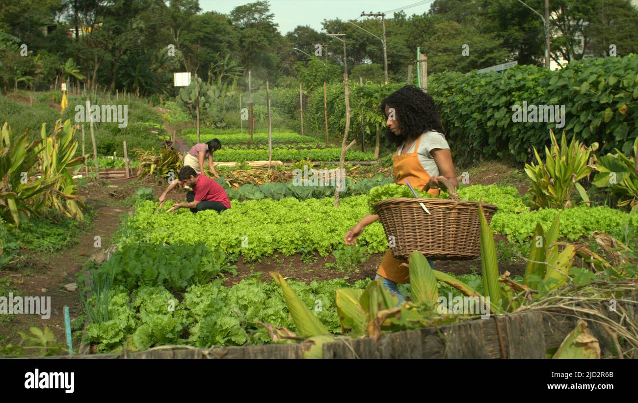 People working at community farm growing organic vegetables. Group of ...