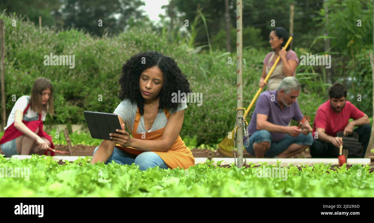 People growing communitarian agriculture at small farm. Person using ...