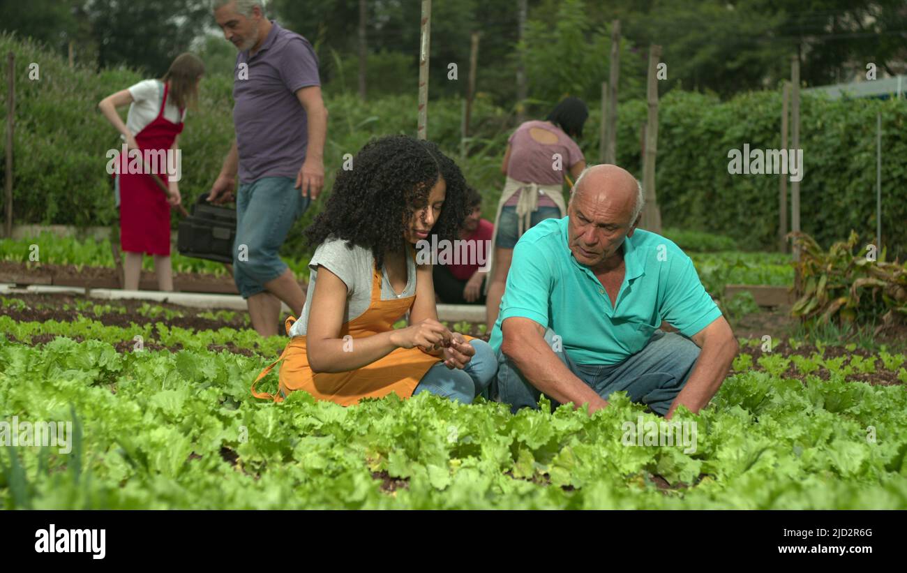 Group small farmers cultivating organic hi-res stock photography and ...