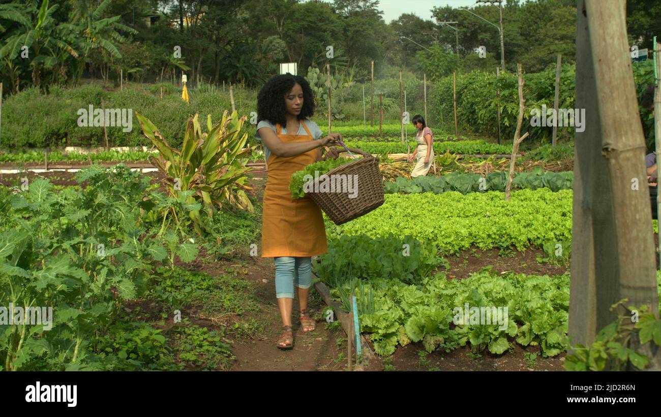 Organic urban farm. People growing communitarian agriculture at small ...